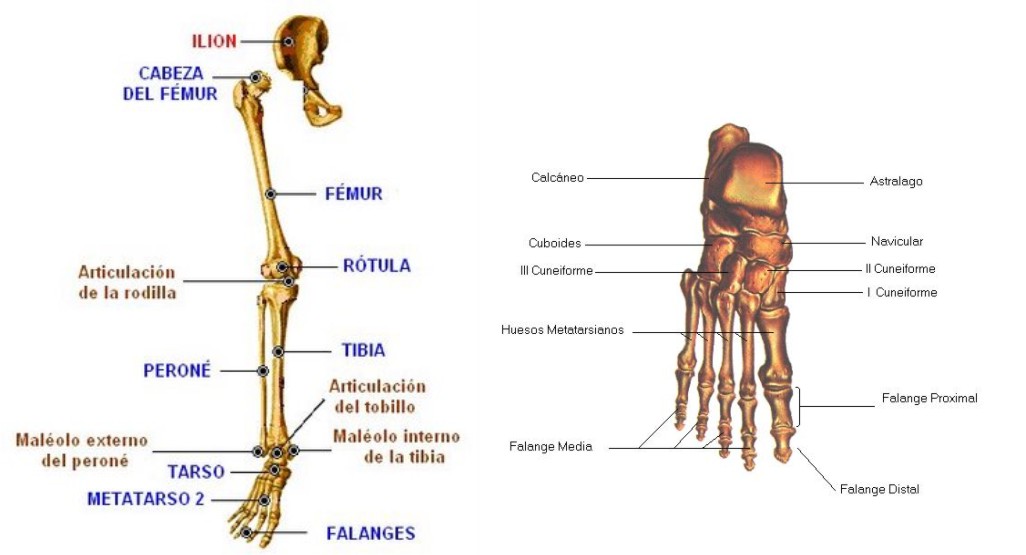 HUESOS DE LAS EXTREMIDADES INFERIORES