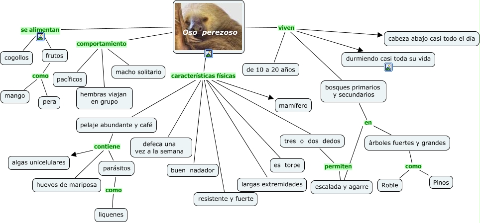 oso perezoso