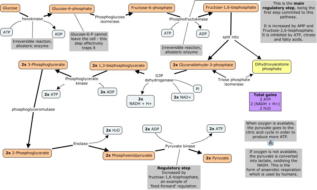 Glycolysis