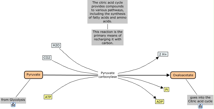Pyruvate carboxylase