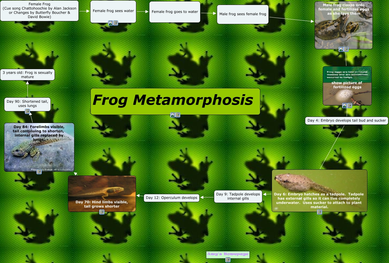 Frog Metamorphosis
