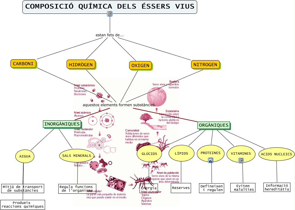 COMPOSICIÓ QUÍMICA DELS ÉSSERS VIUS