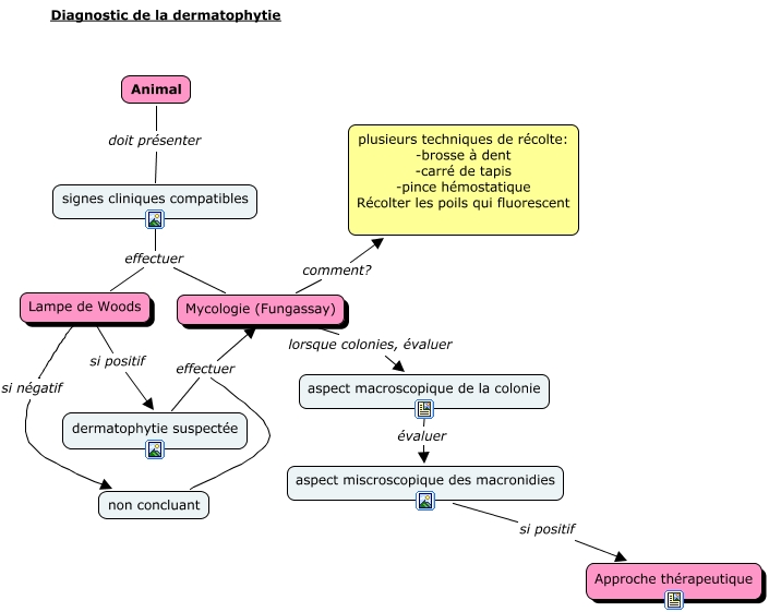 Dx Dermatophytie