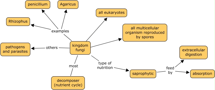 Kingdom Fungi Concept Map Mindmap: Diversity In Living Organisms