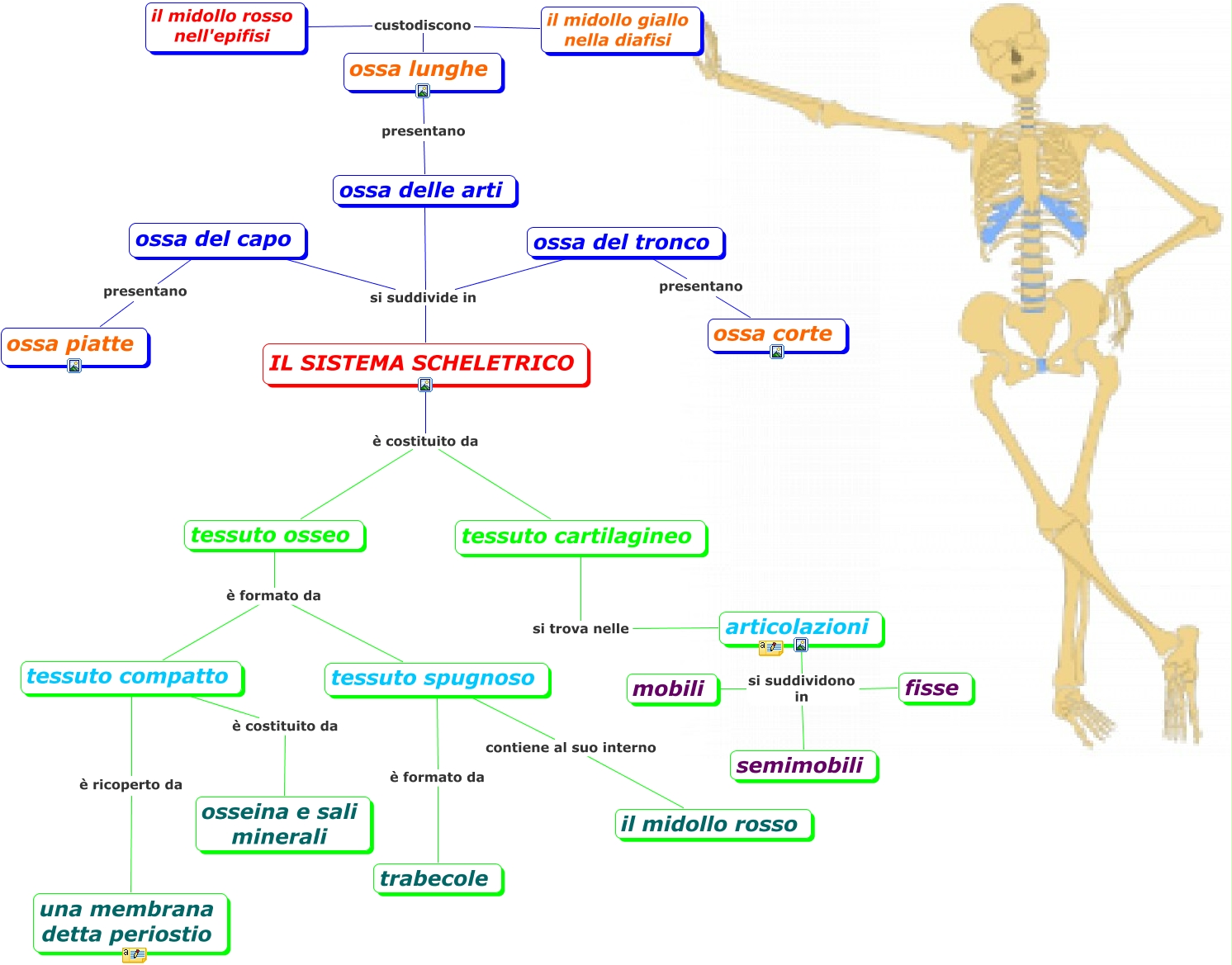 il sistema scheletrico