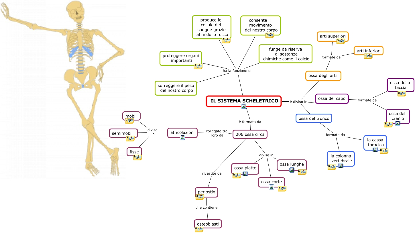 il sistema scheletrico