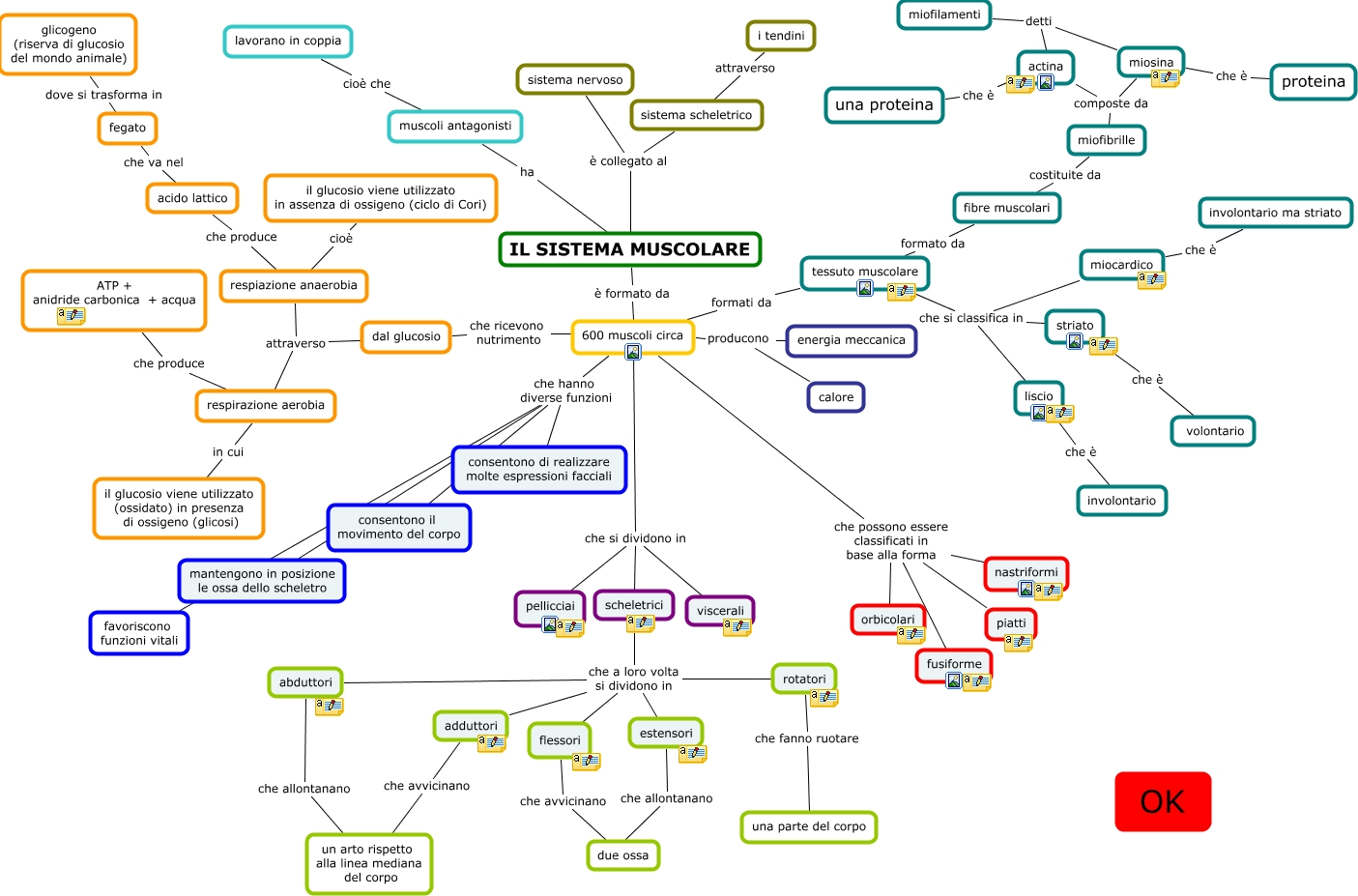 il sistema muscolare