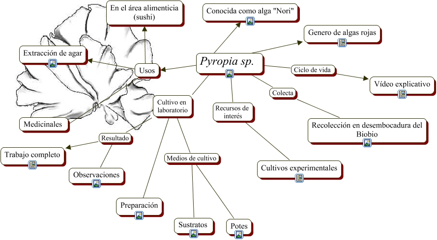 Acuña Espinoza Pyropia sp