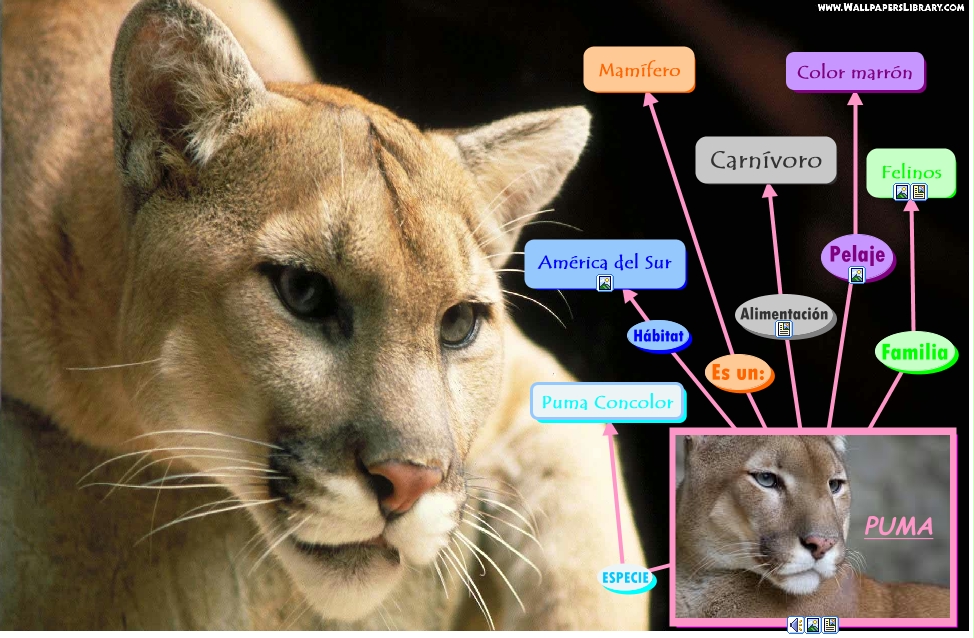 puma