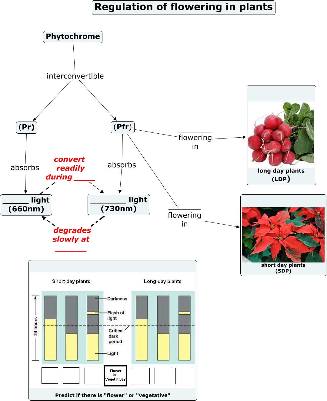 Phytochrome exercise1