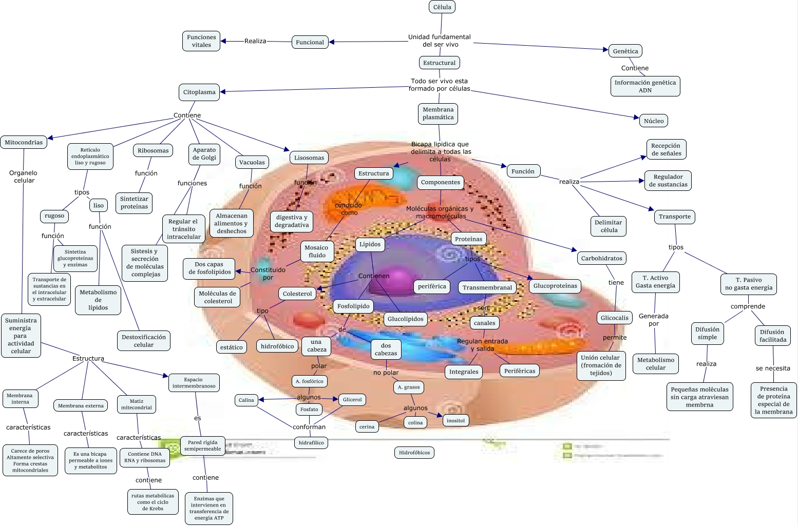 Célula - Composición de la célula