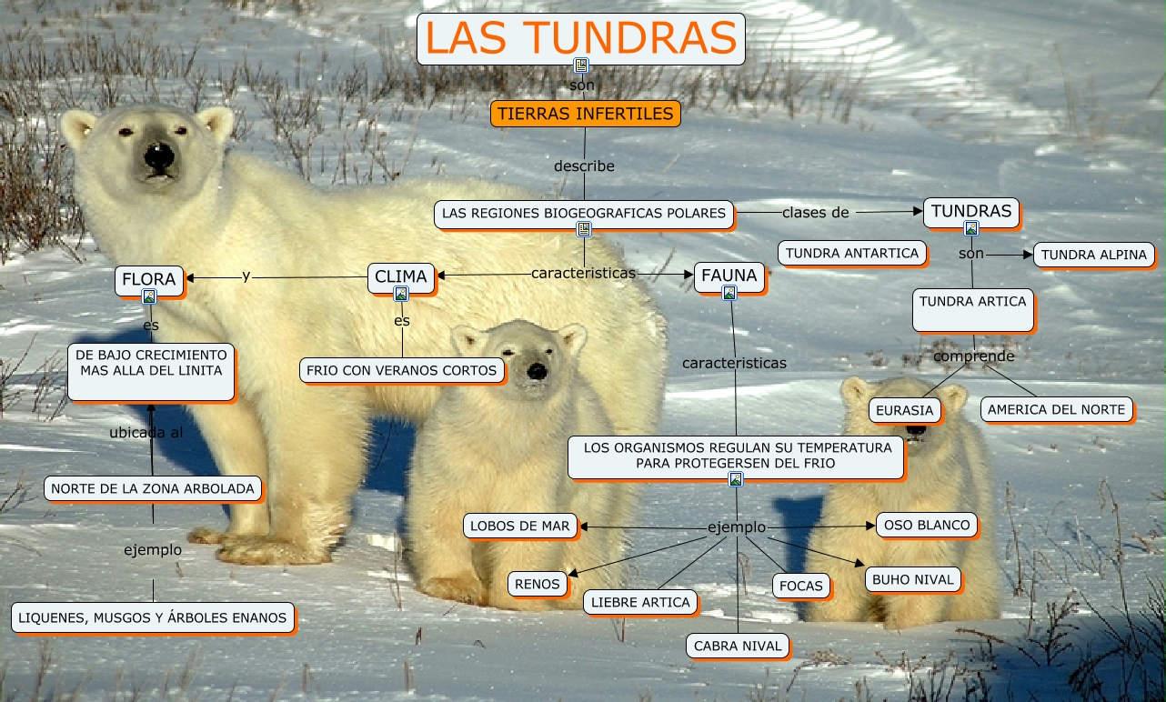 Mapa Del Bioma De La Tundra ártica Y Alpina