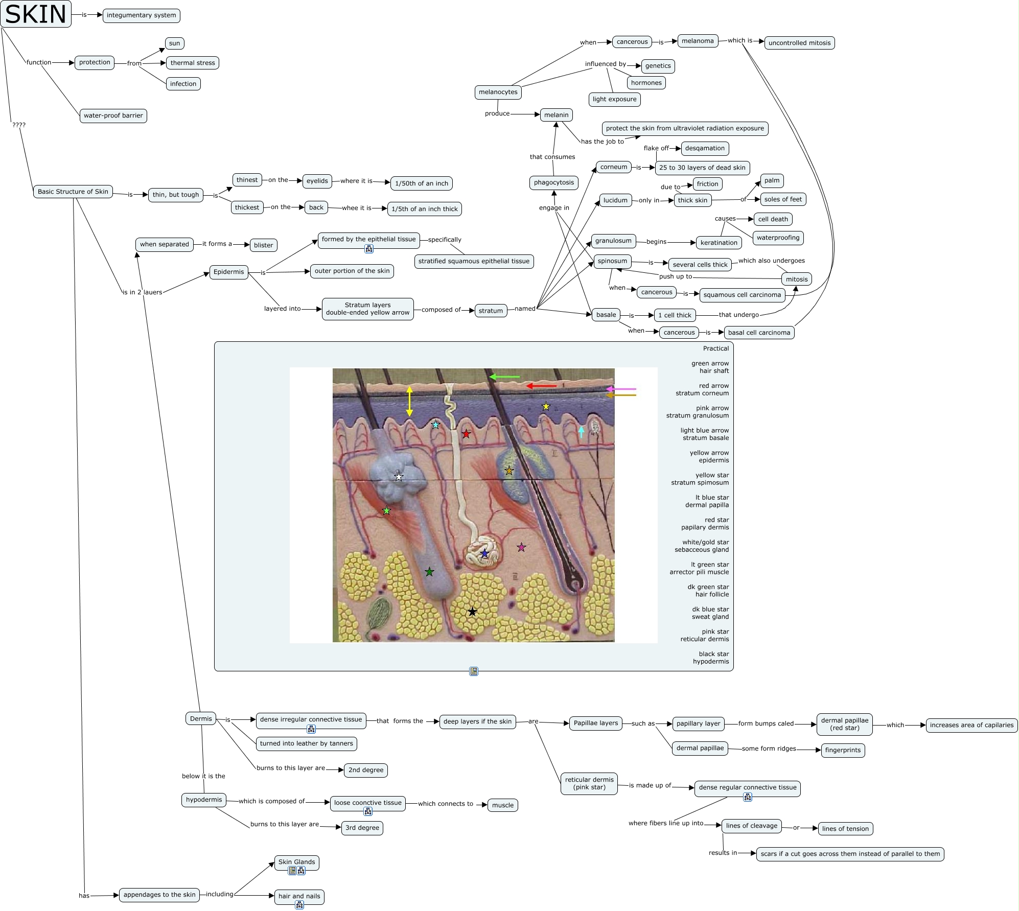 00 Skin - What are the characteristics of Skin?