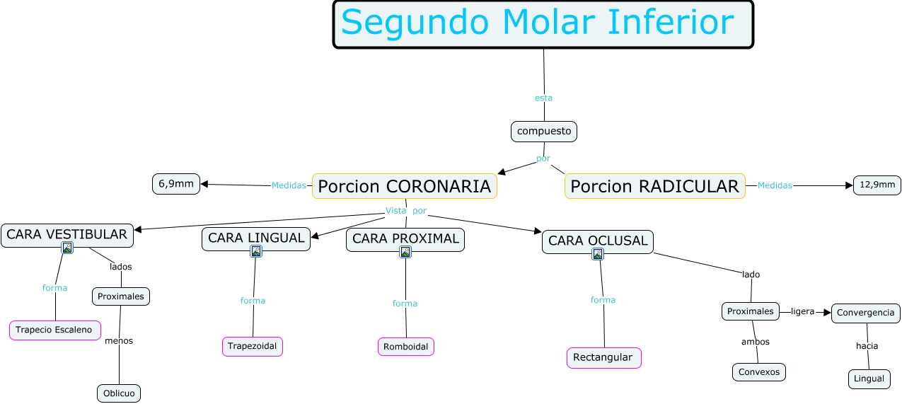 SEGUNDO MOLAR INFERIOR