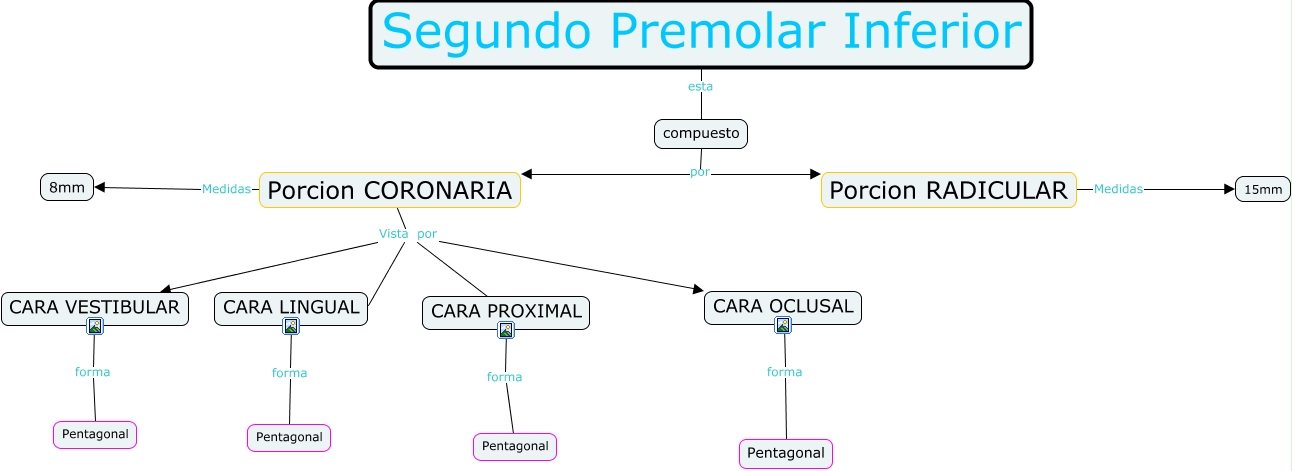 SEGUNDO PREMOLAR INFERIOR