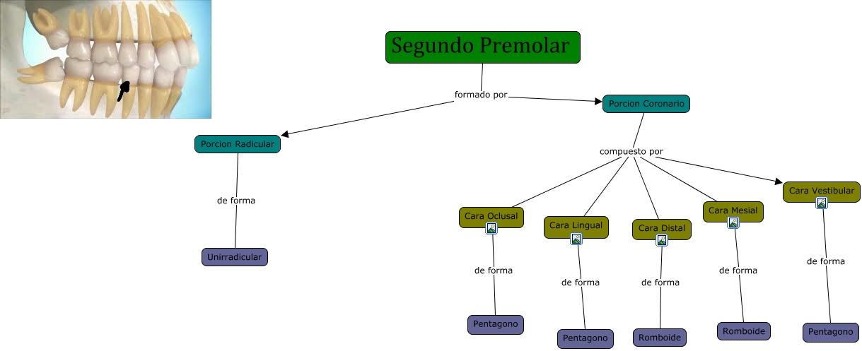 segundo premolar inferior