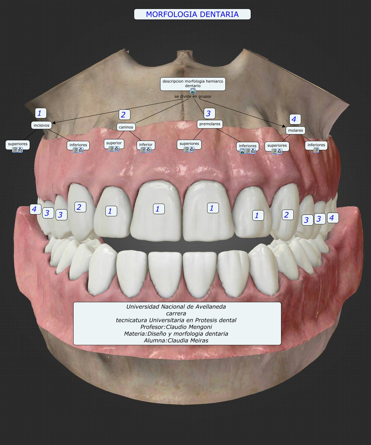 morfologia dentaria hemiarco superior e inferior