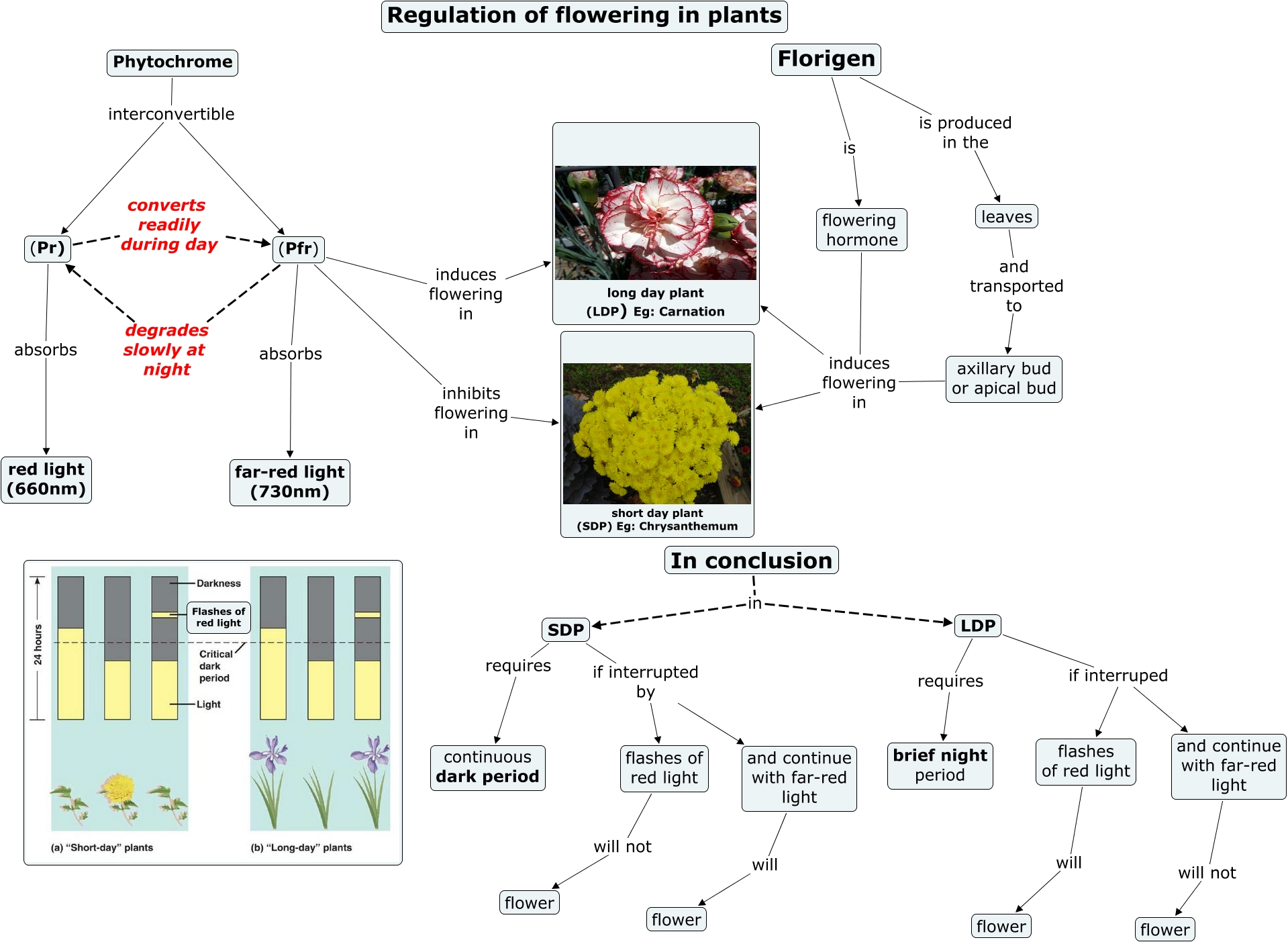 Phytochrome