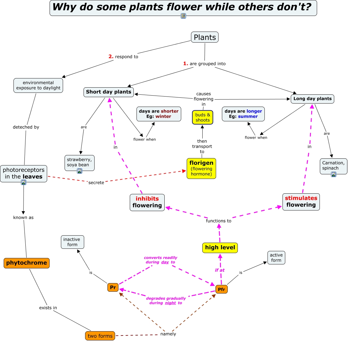 Regulation of flowering in flowering plants (Presentation)