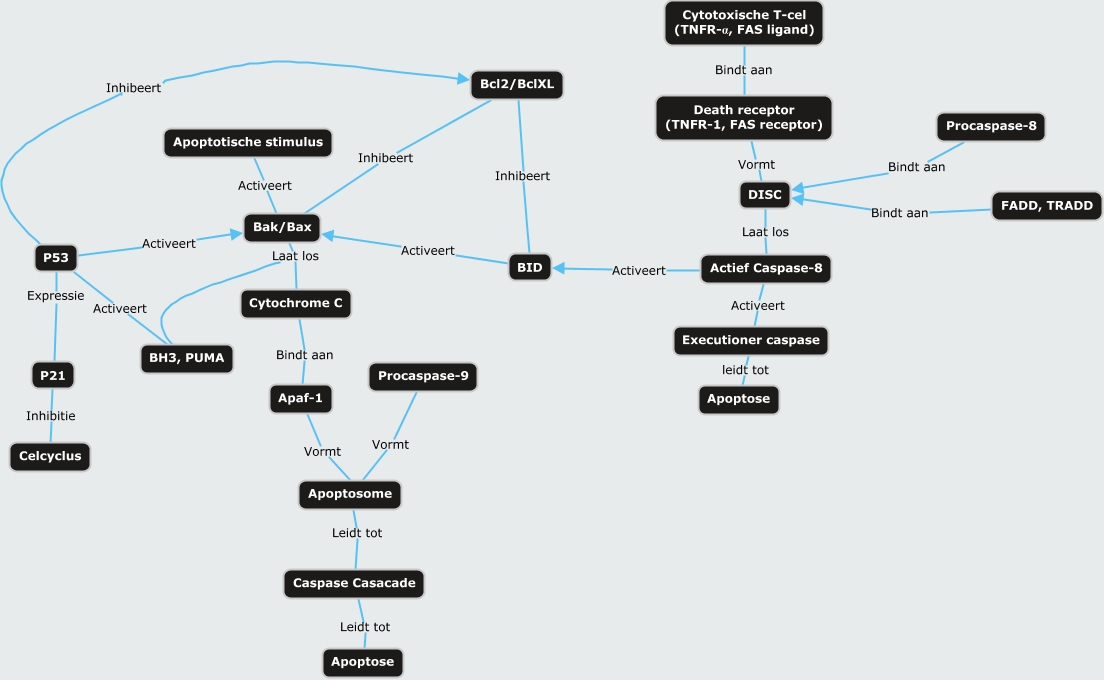 Opdracht 3A - Apoptose