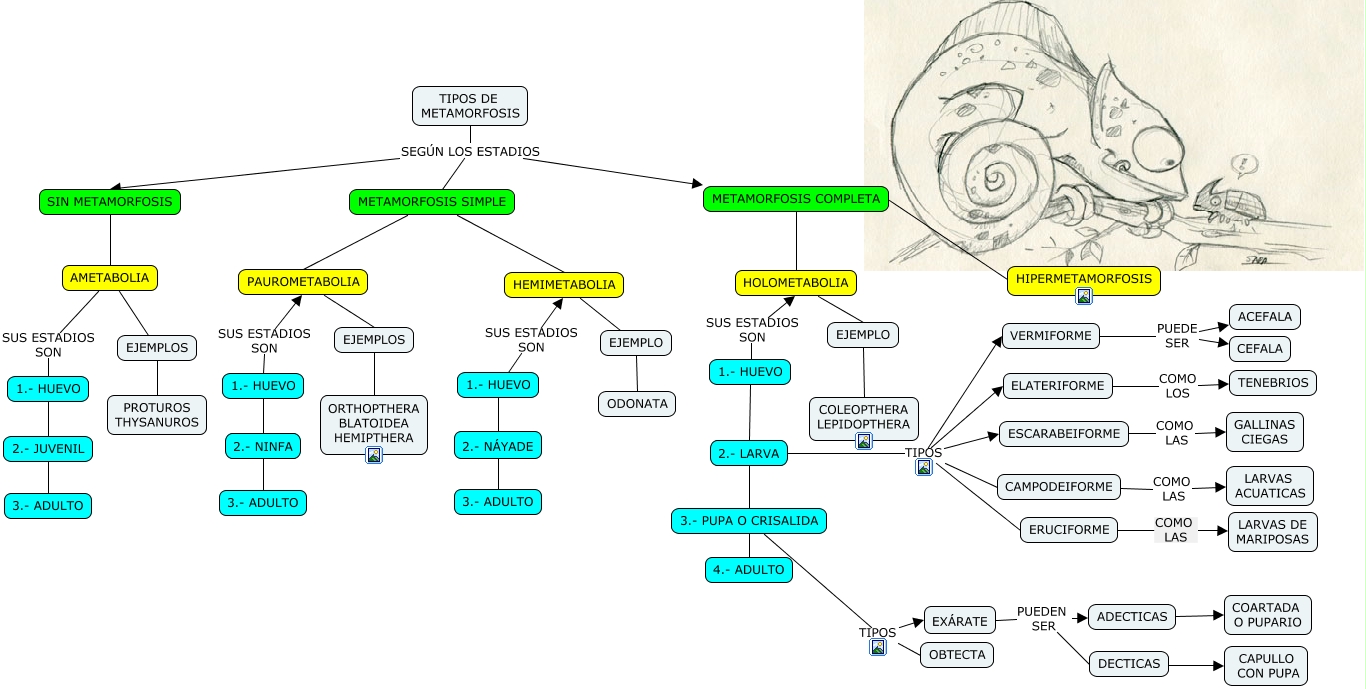 METAMORFOSIS - TIPOS DE METAMORFOSIS