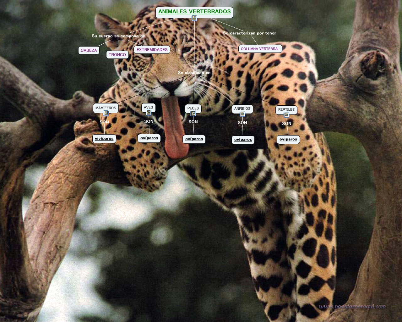 Esquema sobre los animales vertebrados