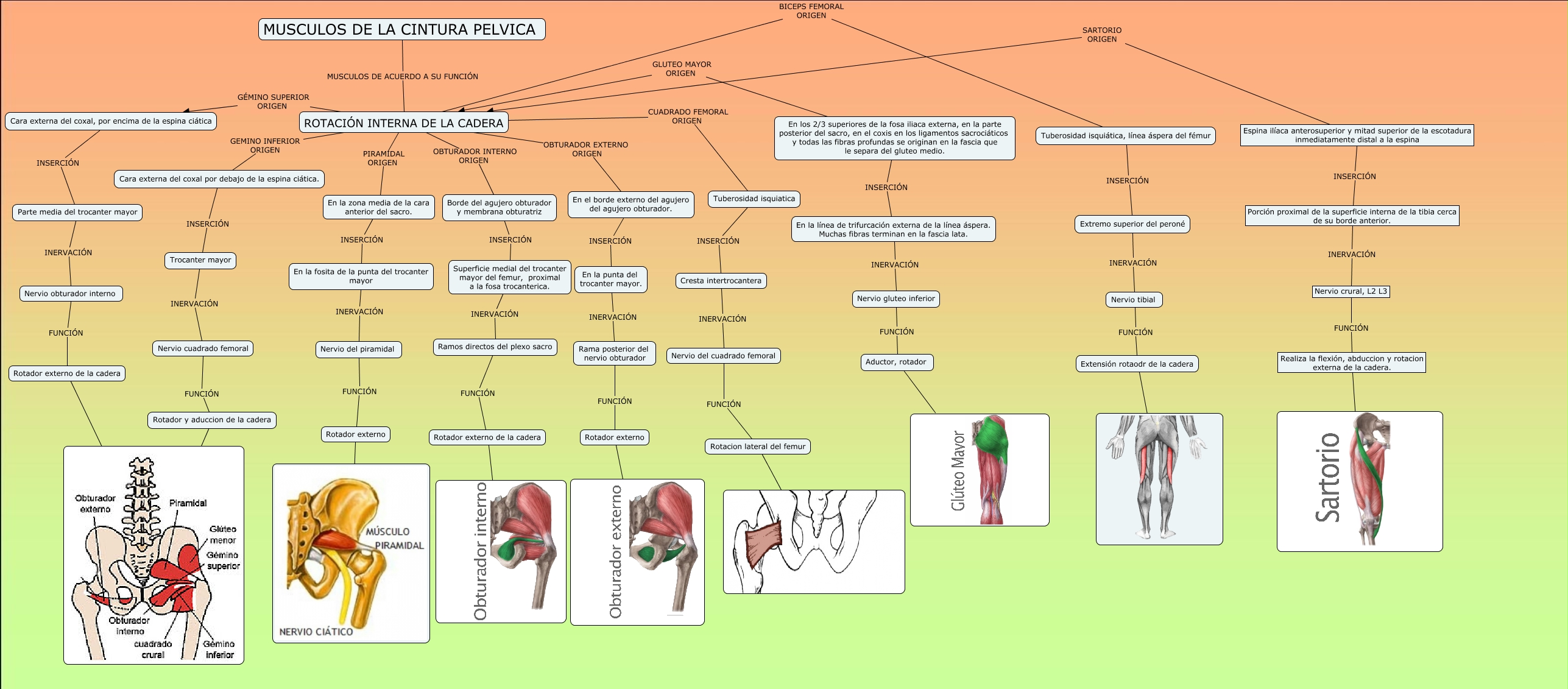ROTACION EXTERNA